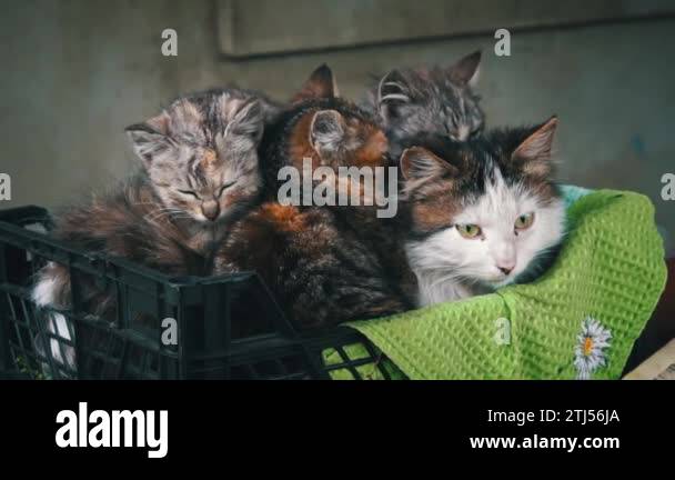 Dirty stray kittens are warming themselves with their mother in a small ...