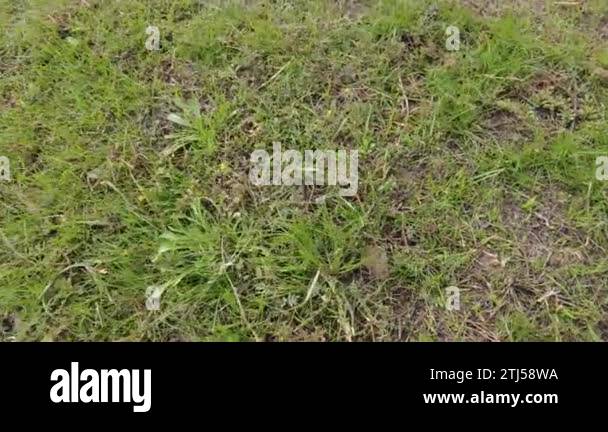 green grass. the earth is spinning. bad lawn. green grass. the earth is ...