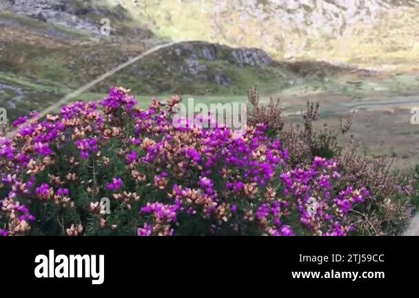 Snowdonia flowers Stock Videos & Footage - HD and 4K Video Clips - Alamy