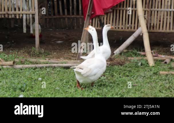 Traditional swan Stock Videos & Footage - HD and 4K Video Clips - Alamy