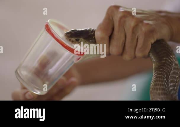 Close-up mans hands holding poisonous Naja cobra snake and extracting ...