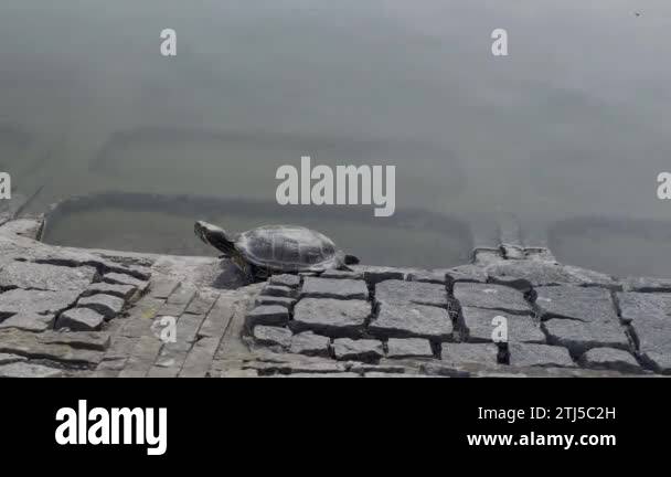 Lake turtle Stock Videos & Footage - HD and 4K Video Clips - Alamy