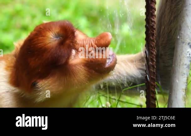 Wild Proboscis monkey or Nasalis larvatus, in the rainforest of island ...