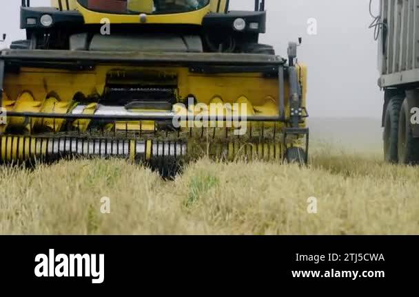 Combine harvester moving toward the camera. Close-up of the harvest ...