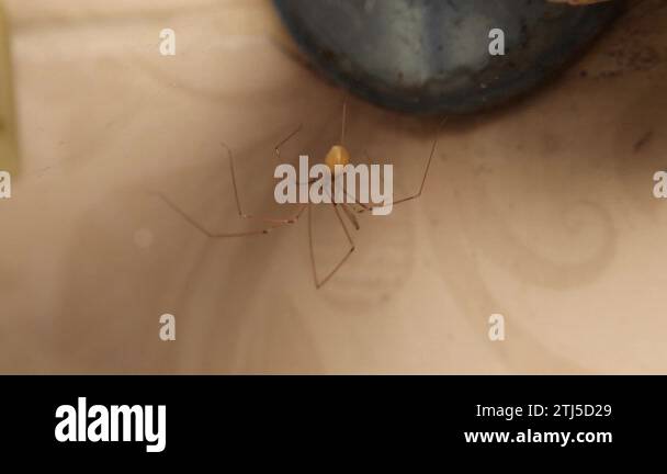 Cellar spider in the laundry room. Spider has built its nest behind the ...