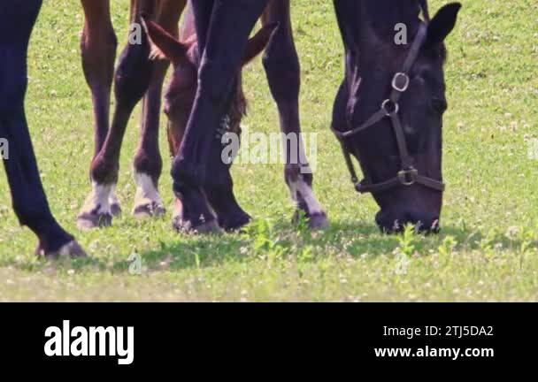 Horses breeding Stock Videos & Footage - HD and 4K Video Clips - Alamy