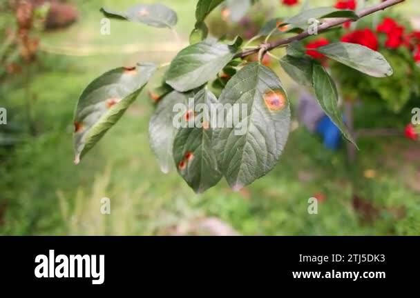 spots on the leaves. plant diseases. spoiled leaves. sick tree. disease ...