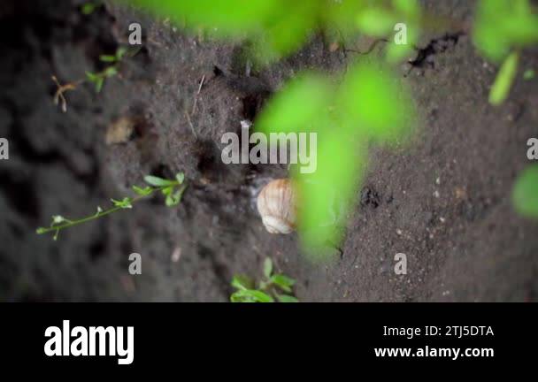 Snail shell in soil Stock Videos & Footage - HD and 4K Video Clips - Alamy