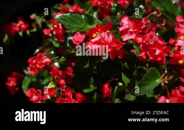 Begonia flower family begoniaceae Stock Videos & Footage - HD and 4K ...