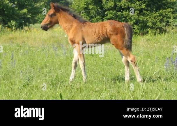 Baby horse Stock Videos & Footage - HD and 4K Video Clips - Alamy