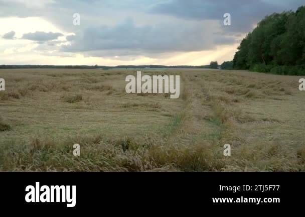 Fallen crops Stock Videos & Footage - HD and 4K Video Clips - Alamy
