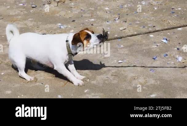 Rope funny Stock Videos & Footage - HD and 4K Video Clips - Alamy