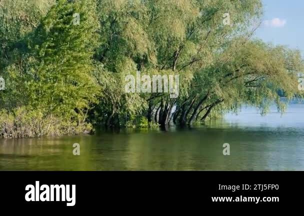 Green trees growing river Stock Videos & Footage - HD and 4K Video ...