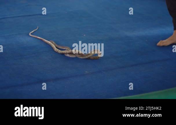 Carpet snake Stock Videos & Footage - HD and 4K Video Clips - Alamy
