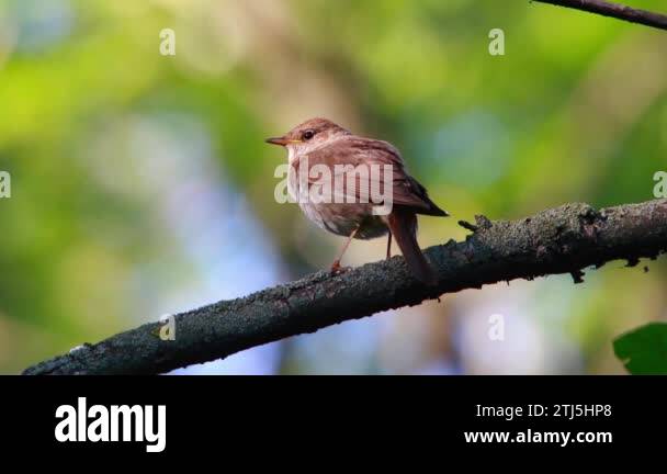 Nightingale singing tree Stock Videos & Footage - HD and 4K Video Clips ...