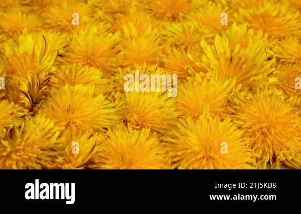 Yellow dandelions Rotate in Vibrant Color it Perfect Backdrop for Your ...