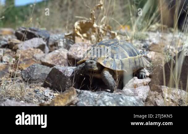 Turtle is walking on street floor. Sea turtle crawling on rocks and ...