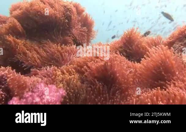 Thickets of sea fans and being with them in the symbiosis of the clown ...