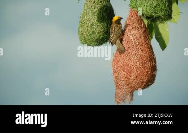 Baya WeaverA small bird with beautiful feathers and bright colors. The ...