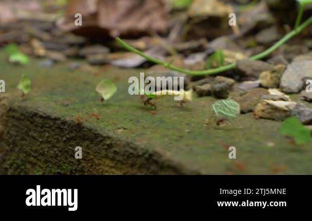 MACRO, DOF: Marching ants carrying green leaf fragments in tropical ...