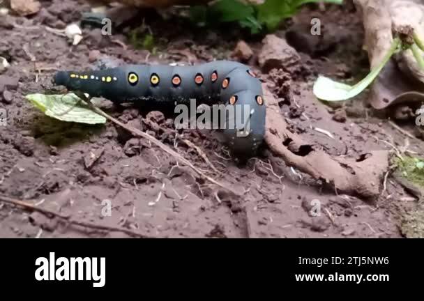 Indian larva caterpillar Stock Videos & Footage - HD and 4K Video Clips ...