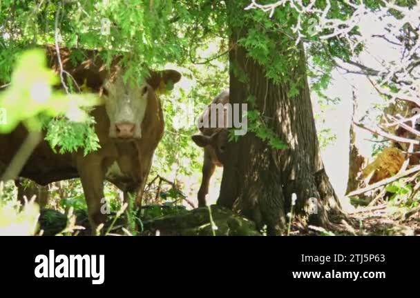 Cows hiding in the shadow of the trees at pasture. Dairy cow with their ...