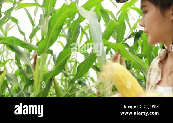 Agricultural pride Stock Videos & Footage - HD and 4K Video Clips - Alamy