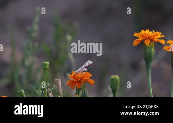 Moth india Stock Videos & Footage - HD and 4K Video Clips - Alamy