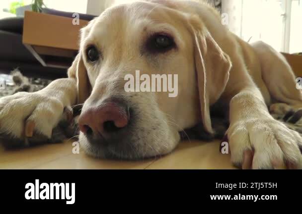Labrador Dog Relaxing Lying On Floor Stock Video Footage - Alamy
