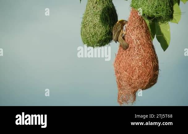 Baya WeaverA small bird with beautiful feathers and bright colors. The ...