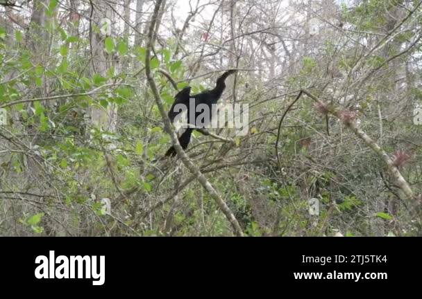 Naples, Florida. Corkscrew Swamp Sanctuary. Adult male Anhinga, Anhinga ...