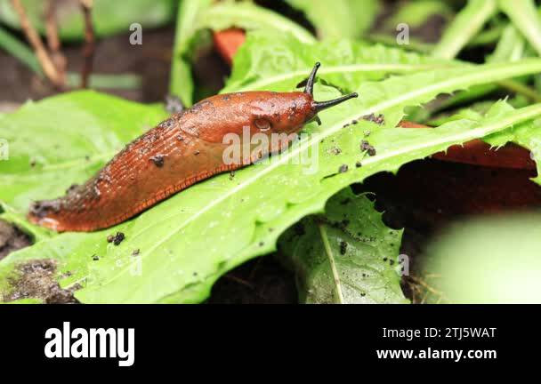 Garden slug in the rain Stock Videos & Footage - HD and 4K Video Clips ...