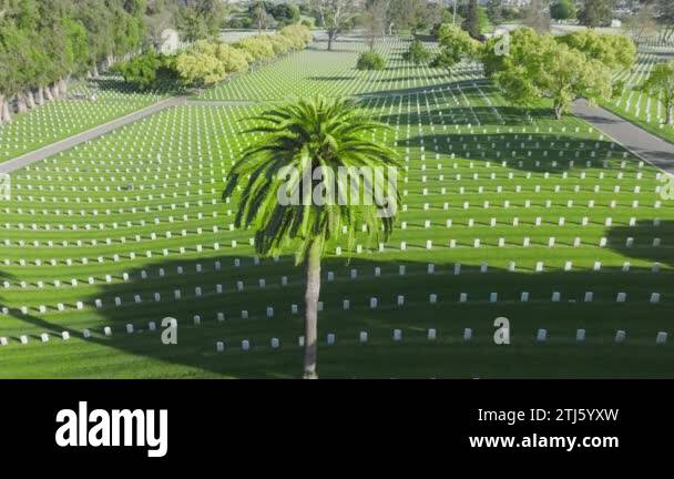 Scenic palm tree in memorial park dedicated to military veterans. White ...