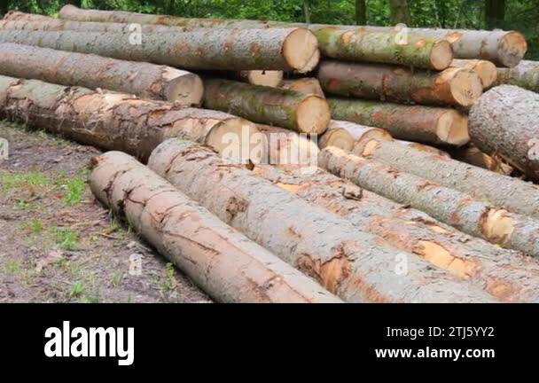 Cleaning felled trees Stock Videos & Footage - HD and 4K Video Clips ...