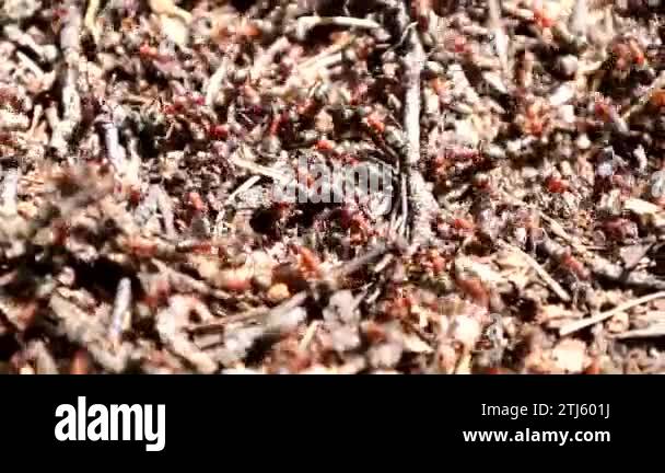 Ants close-up. Ants family. Little black ants are at work. Ants with ...