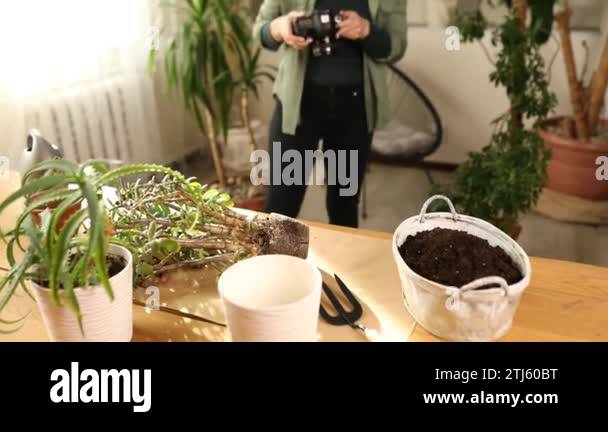 Woman photographer take photo of transplanting Crassula plant into new ...