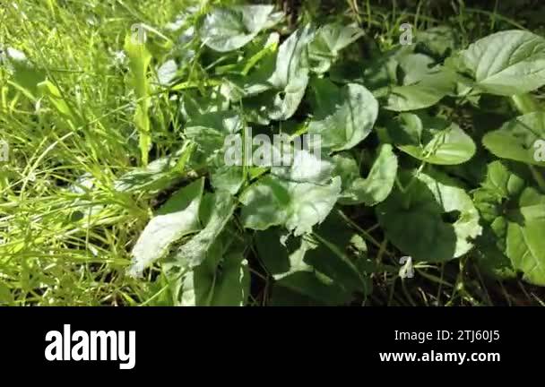 light and shadow on green grass. High quality 4k footage.nature green ...