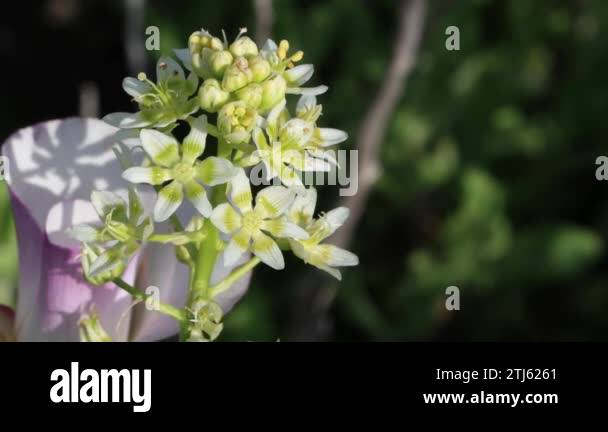 White flowering terminal indeterminate raceme inflorescence of ...