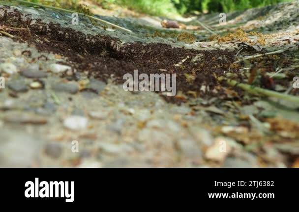 Castes of insects Stock Videos & Footage - HD and 4K Video Clips - Alamy