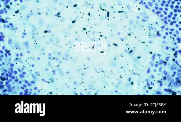 Blue cells under microscope Stock Videos & Footage - HD and 4K Video ...