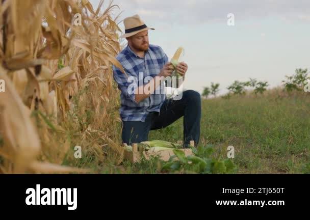 Farmer Examining Ear of Corns. Farmer Holding Ripe Corn During Harvest ...