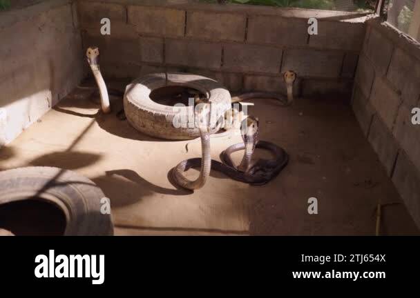 Snakes form Stock Videos & Footage - HD and 4K Video Clips - Alamy