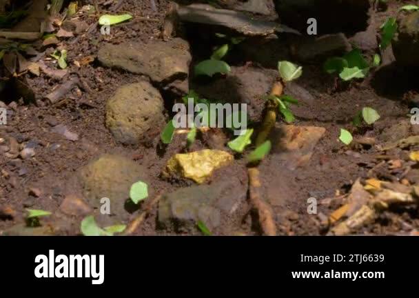 MACRO, DOF: Working leafcutter ants transporting leaf fragments on ...