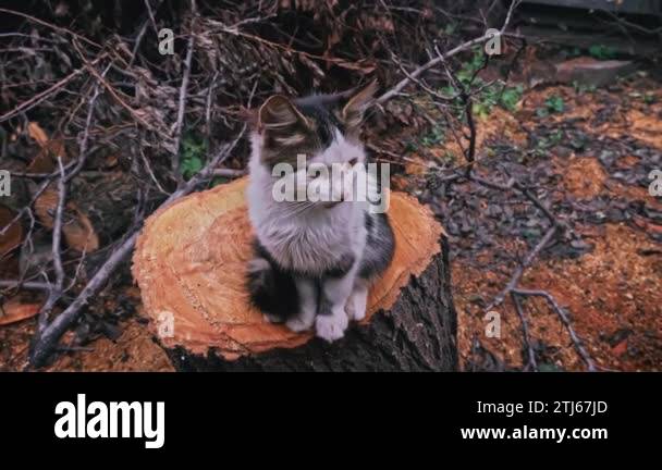 Homeless and dirty kitten sits with a sad muzzle. The problem of ...
