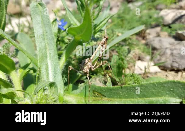 Close-up of a large cone-headed mantis Empusa pennata from Armenia. The ...