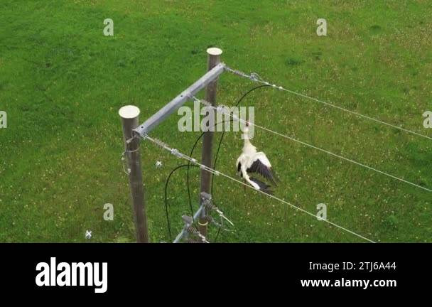 Electrocuted white stork caught in power line hazard, overhead aerial ...