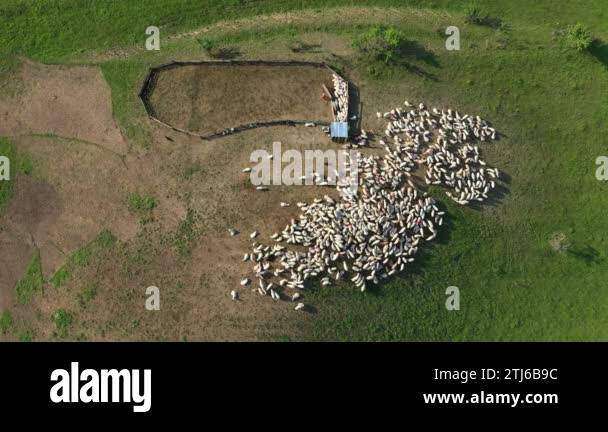 Countryside farm animals Stock Videos & Footage - HD and 4K Video Clips ...