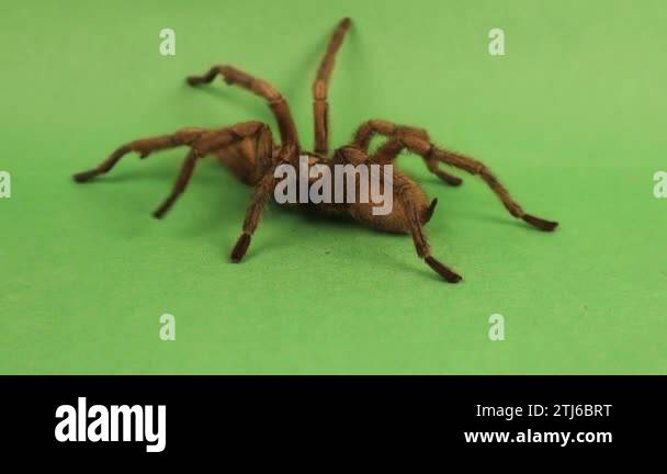 Tarantula walks, spider on green background.Female wild tarantula ...