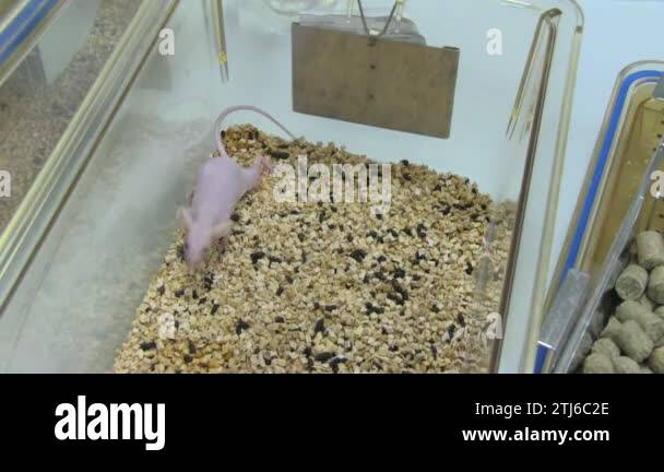 Laboratory mouse in science Stock Videos & Footage - HD and 4K Video ...