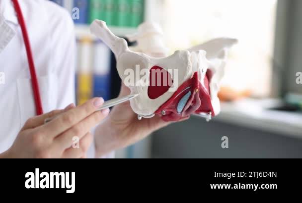 Doctor showing the ischial tuberosity or ischial bones of pelvic girdle ...